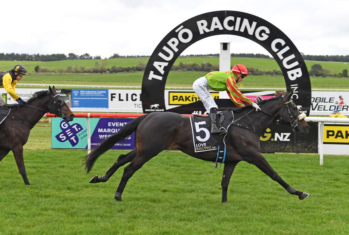 Phelan seeking Gold at Tauranga - Waikato Thoroughbred Racing