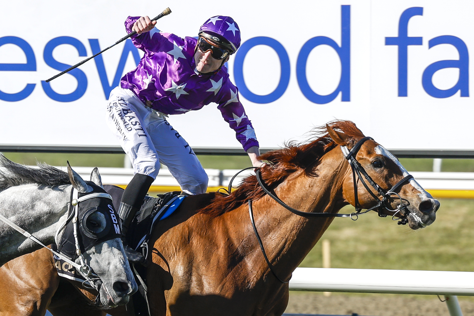 Insect bite stalls Kiwi stayer's Melbourne Cup preparation - Waikato ...