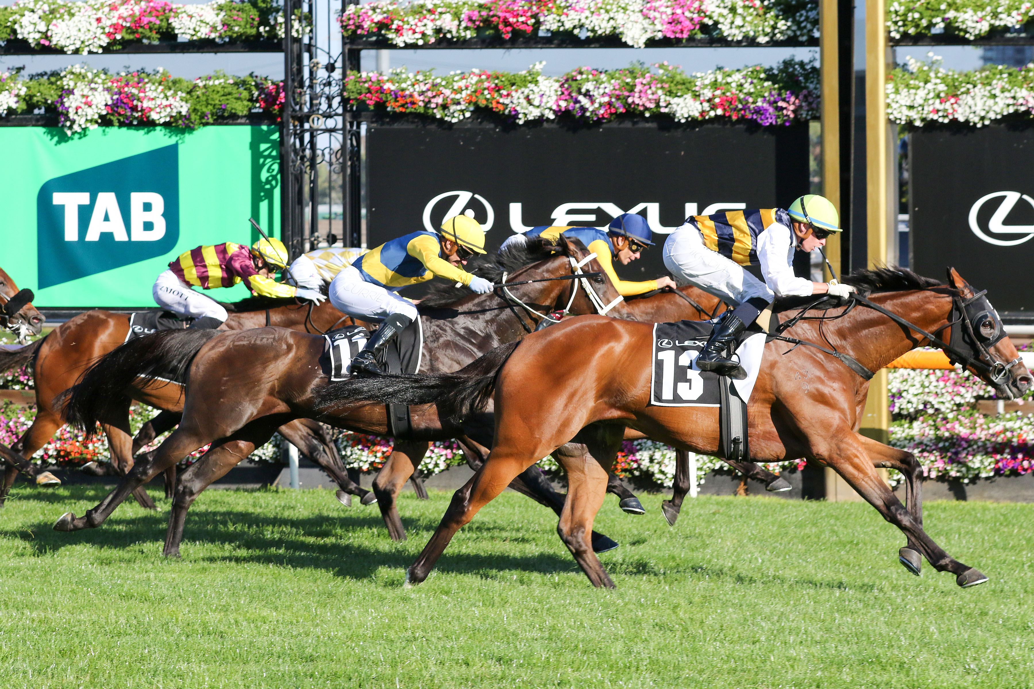 Mark Twain out of Melbourne Cup - Waikato Thoroughbred Racing